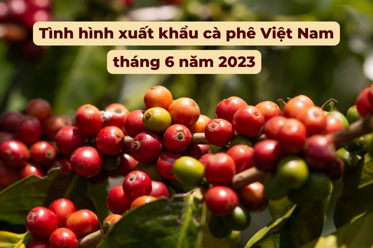 Tình hình xuất khẩu cà phê Việt Nam tháng 6 năm 2023